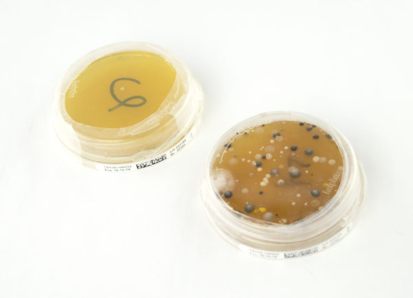 Microorganisms: what they look like and how to test for them