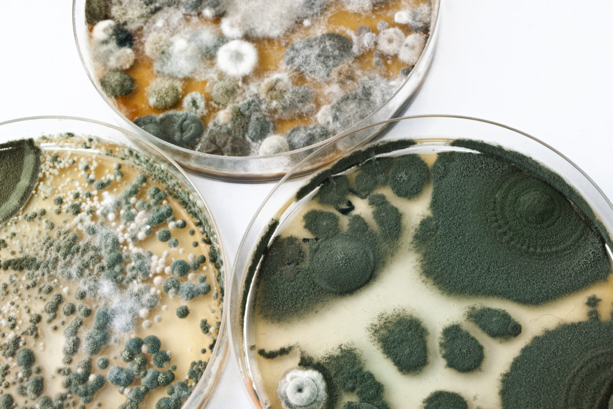 Mold Contamination - Trace Analytics, the AirCheck Lab