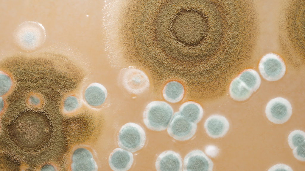 Microbial Testing - Trace Analytics, the AirCheck Lab