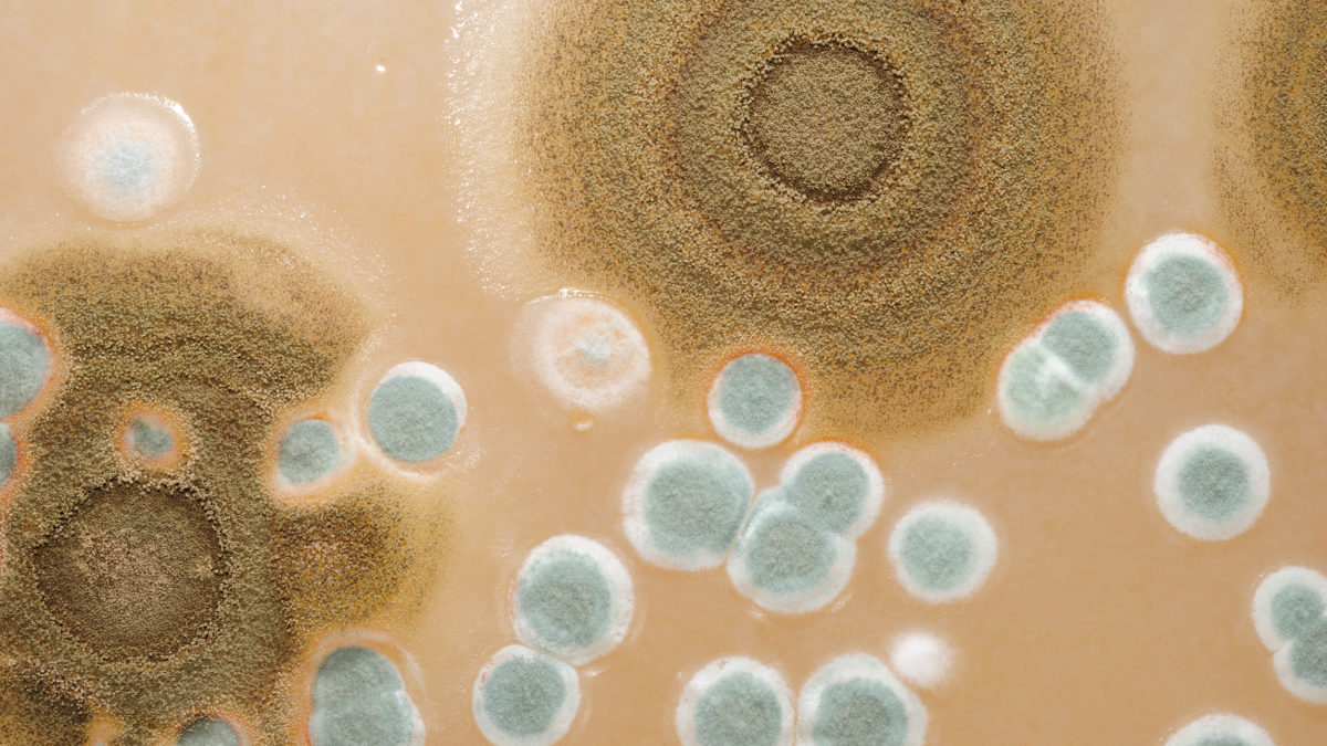 Surface Swab Testing - Trace Analytics, the AirCheck Lab