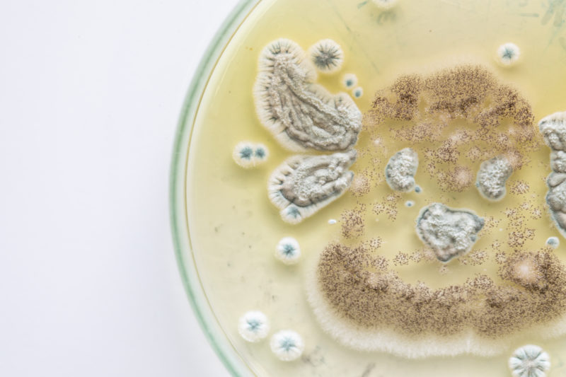 Yeast Contamination - Trace Analytics, the AirCheck Lab