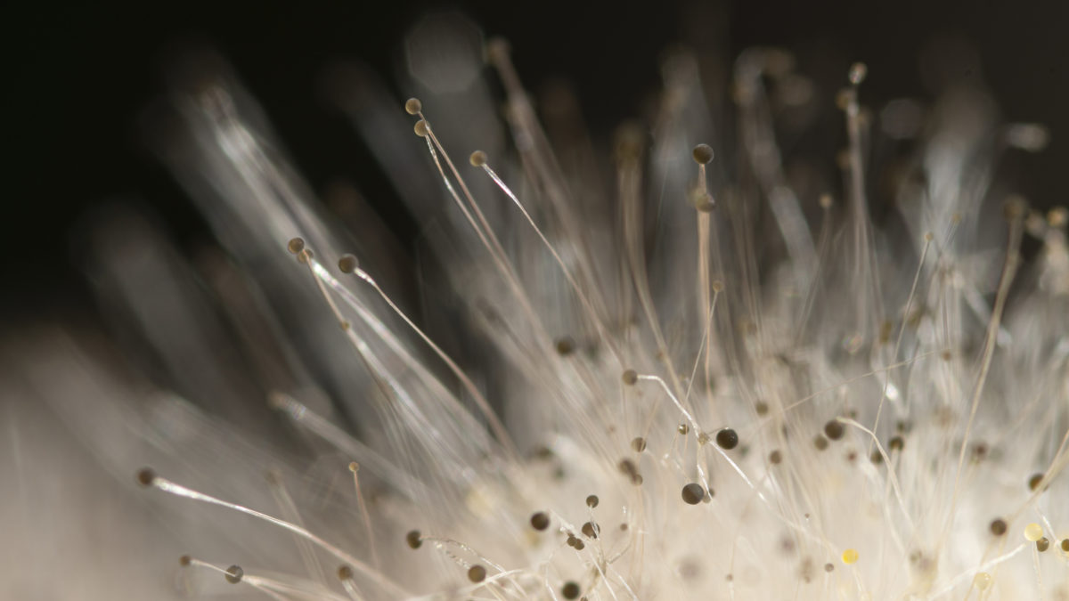 Yeast Contamination - Trace Analytics, the AirCheck Lab